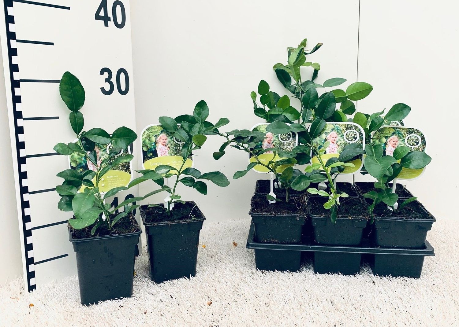 Citrus hystrix — Plant Wholesale FlorAccess