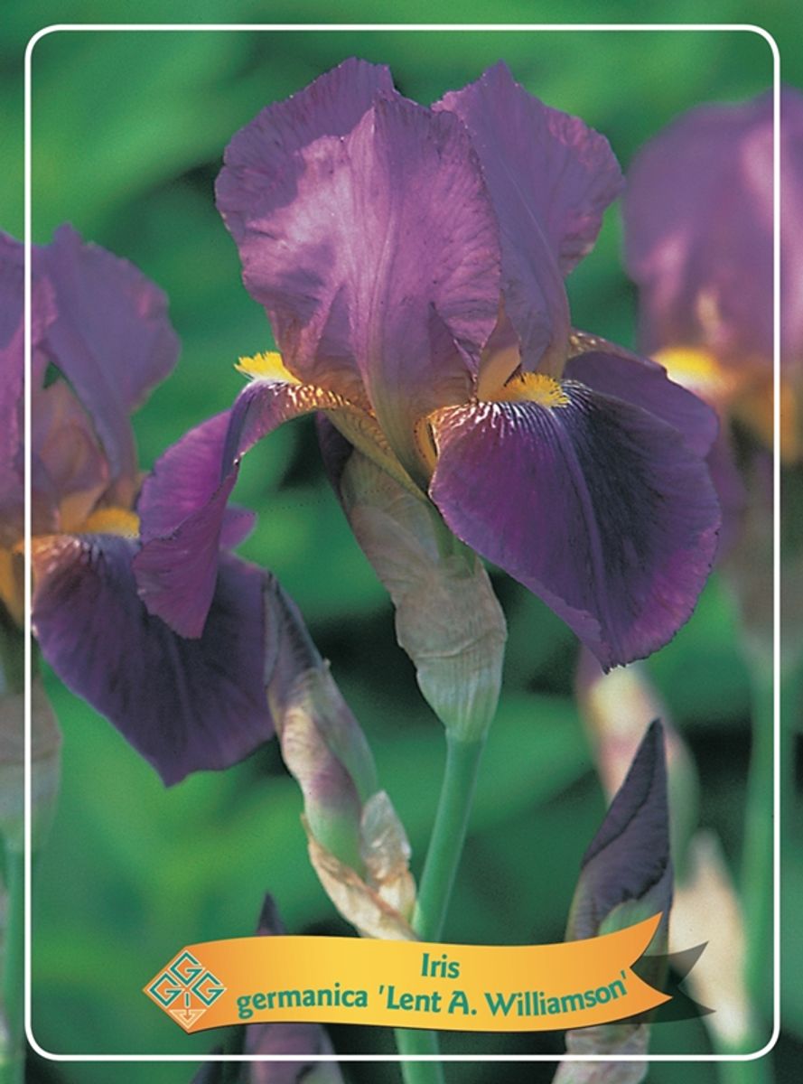Iris 'Lent A. Williamson' — Plant Wholesale FlorAccess