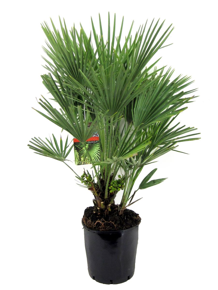Chamaerops humilis — Plant Wholesale FlorAccess