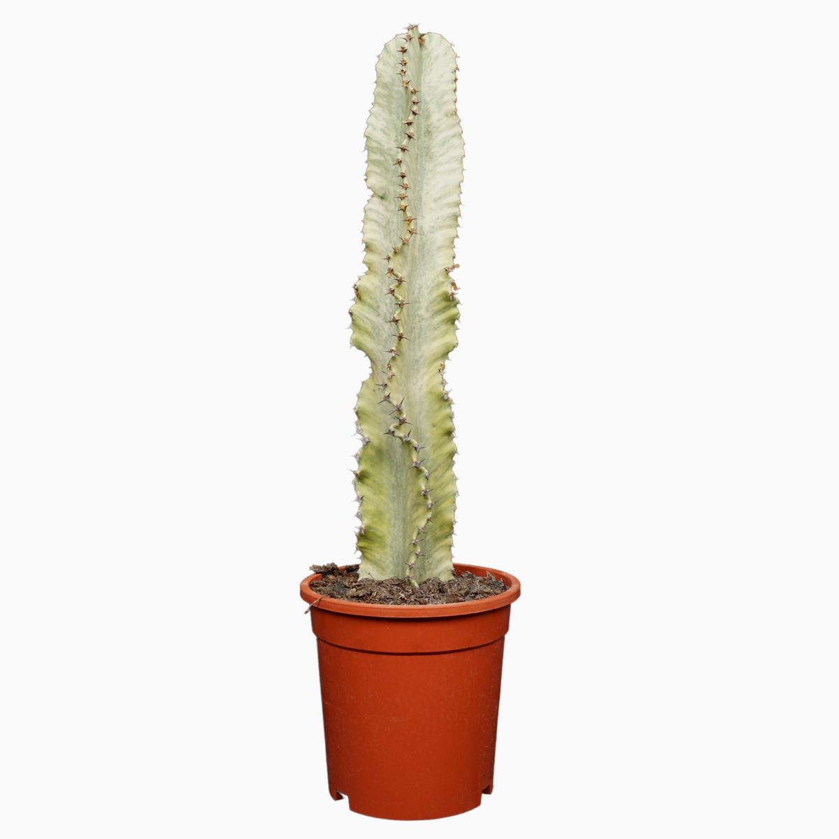 Euphorbia ingens marmorata — Plant Wholesale FlorAccess