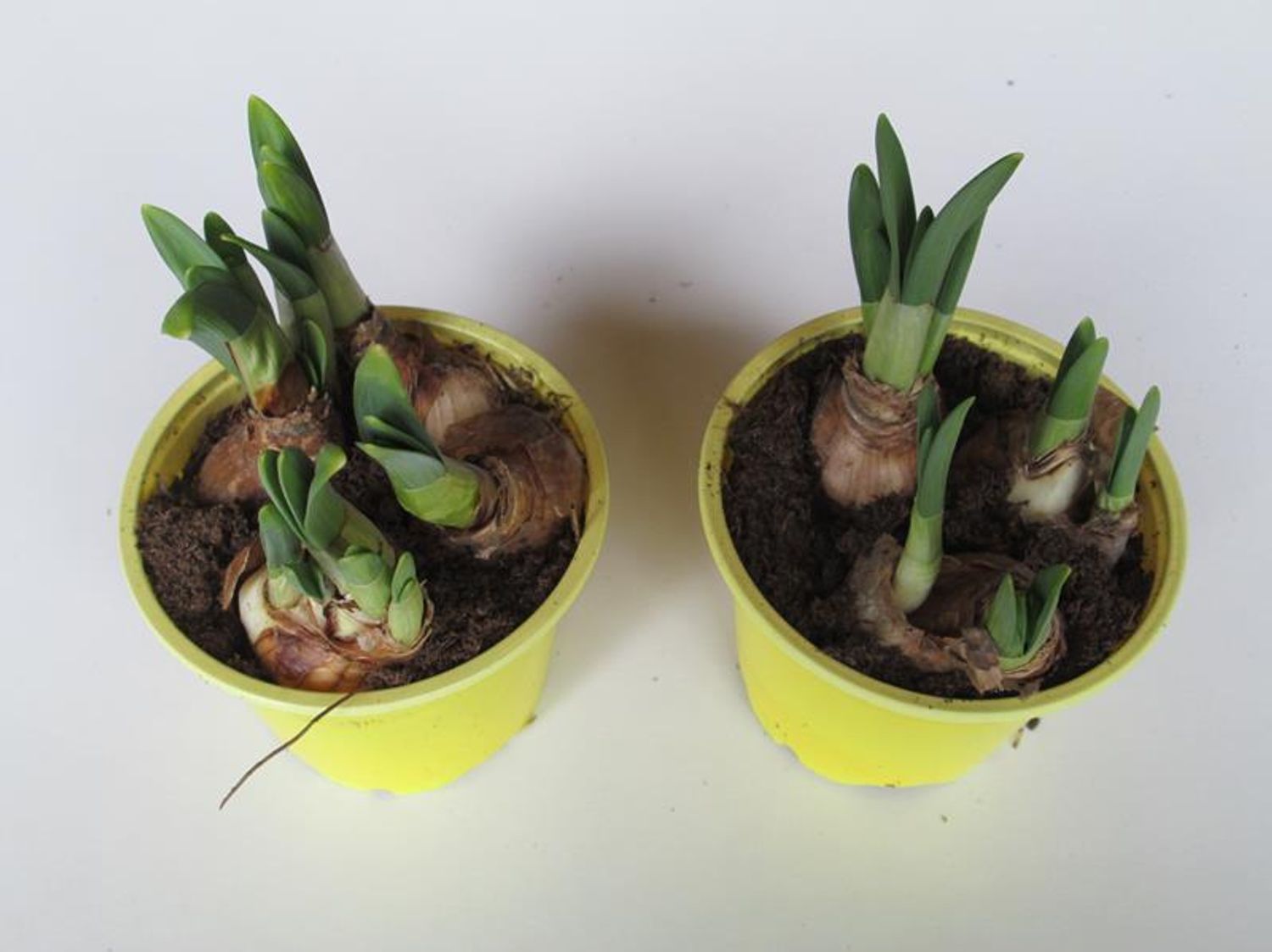 Narcissus 'Tête-à-Tête' — Plant Wholesale FlorAccess