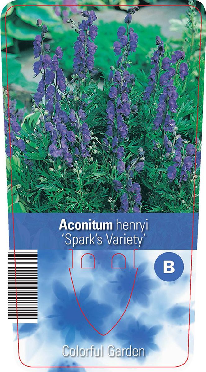 Aconitum henryi 'Spark's Variety' — Plant Wholesale FlorAccess