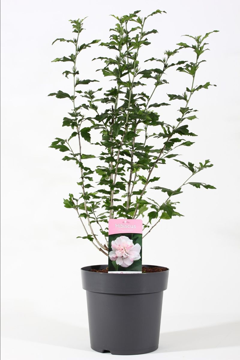 Hibiscus syriacus 'Lady Stanley' — Plant Wholesale FlorAccess