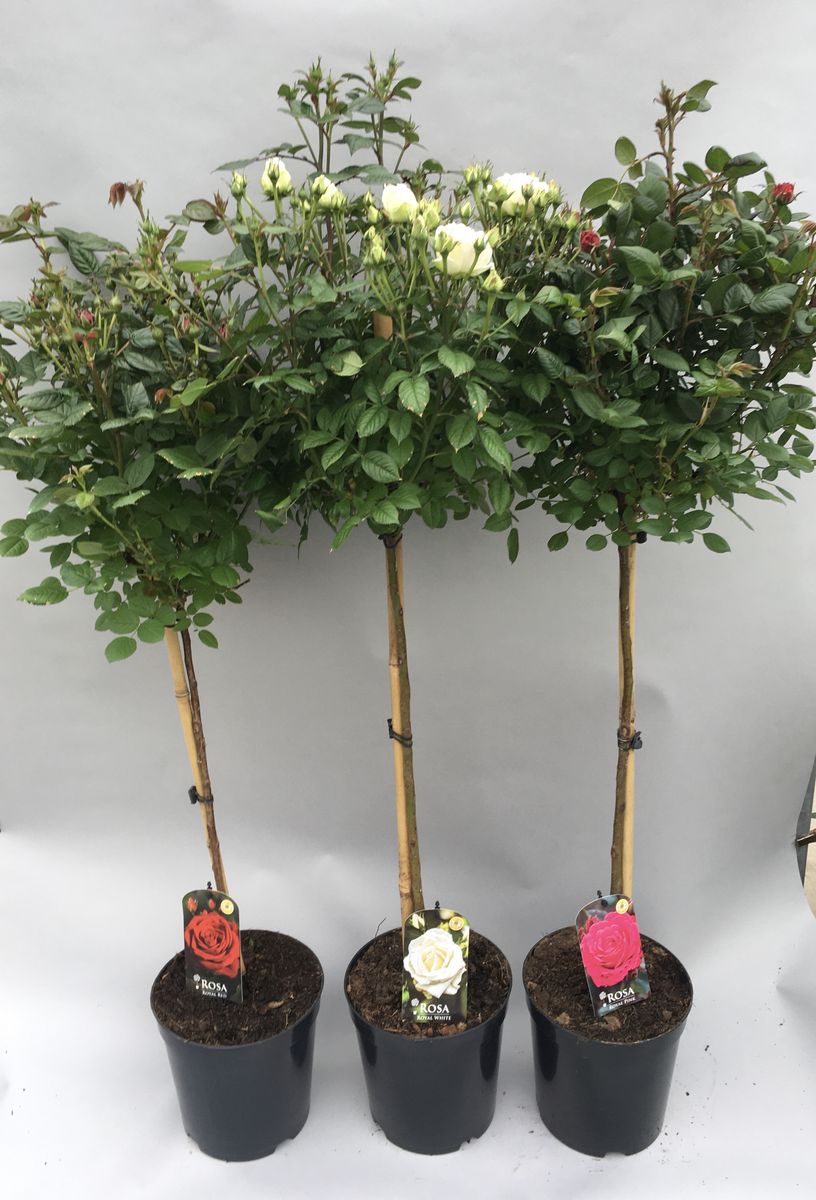 Rosa MIX — Plant Wholesale FlorAccess