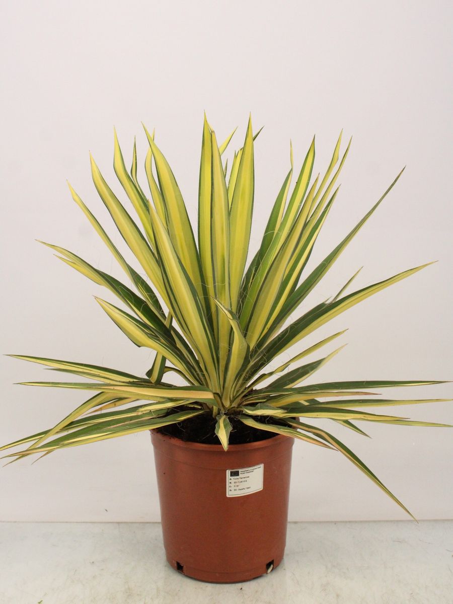 Yucca filamentosa 'Color Guard' — Plant Wholesale FlorAccess