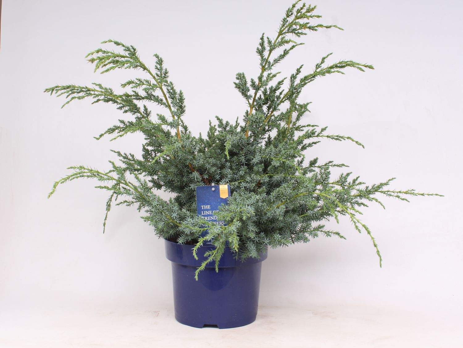 Juniperus chinensis 'Blue Alps' — Plant Wholesale FlorAccess