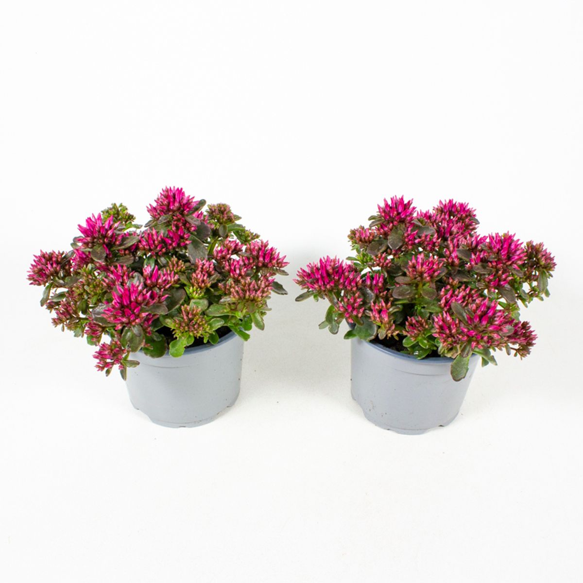 Sedum spurium SPOT ON DEEP ROSE — Plant Wholesale FlorAccess