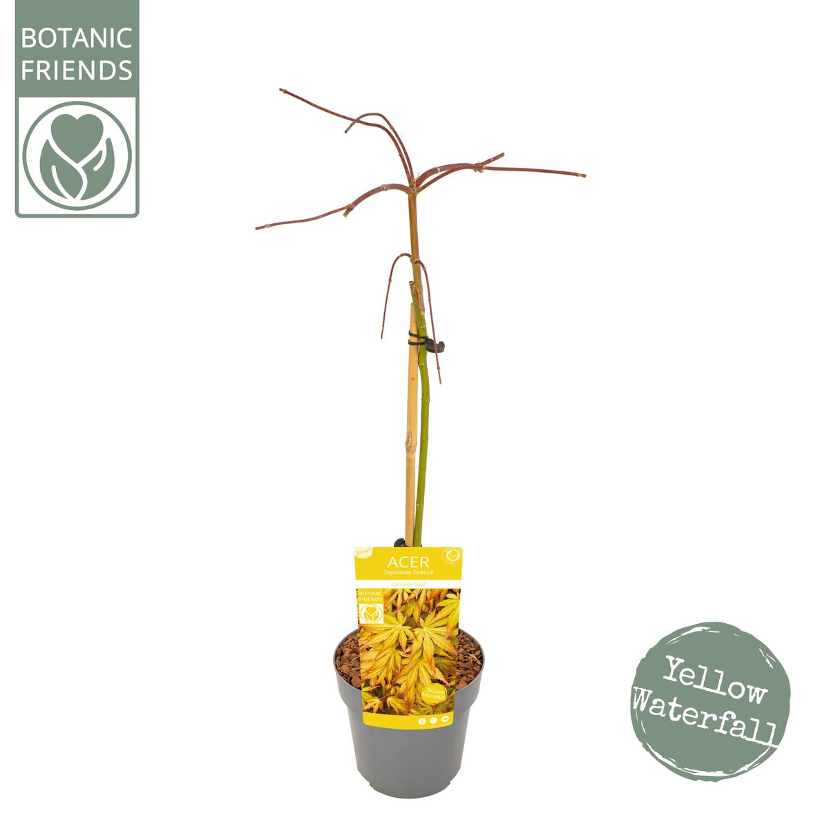Acer palmatum CASCADE GOLD — Hurtownia roślin FlorAccess