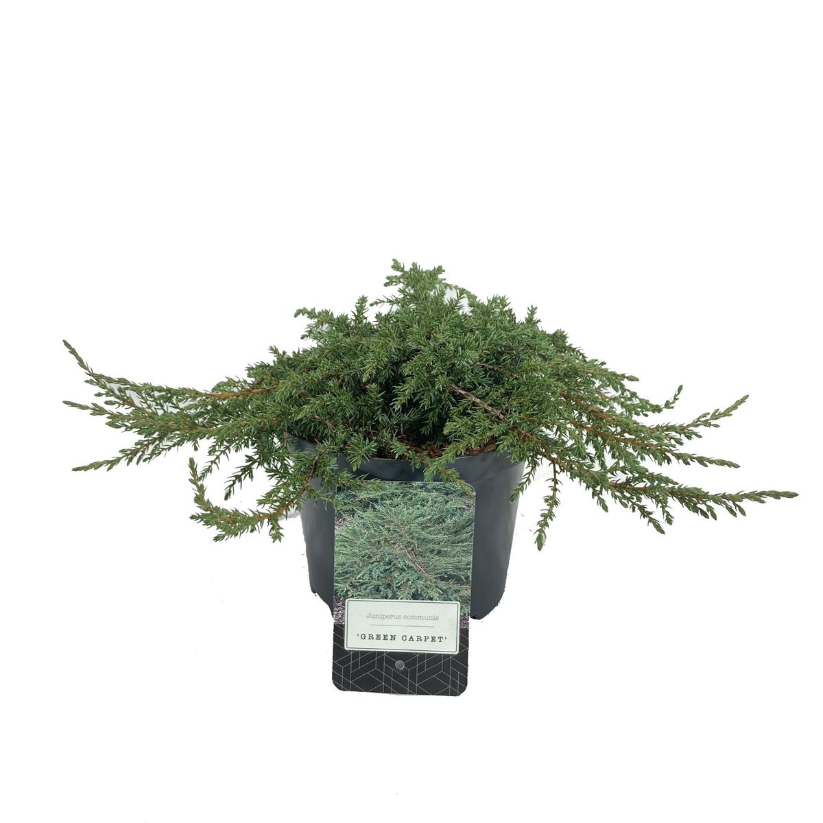 Juniperus communis 'Green Carpet' — Plant Wholesale FlorAccess