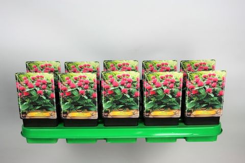 Monarda 'Herbert's Purper' — Plant Wholesale FlorAccess
