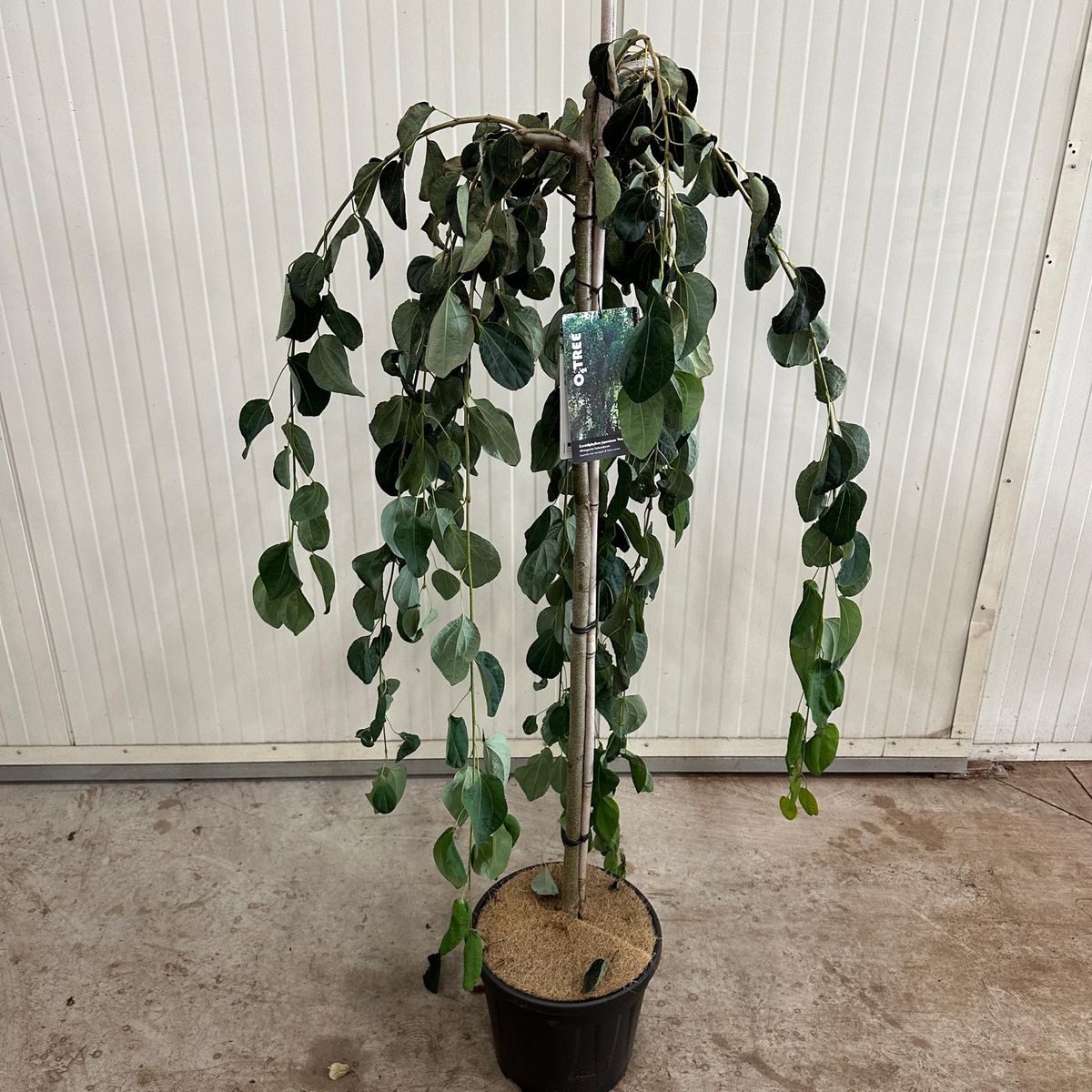 Cercidiphyllum japonicum 'Pendulum' — Plant Wholesale FlorAccess