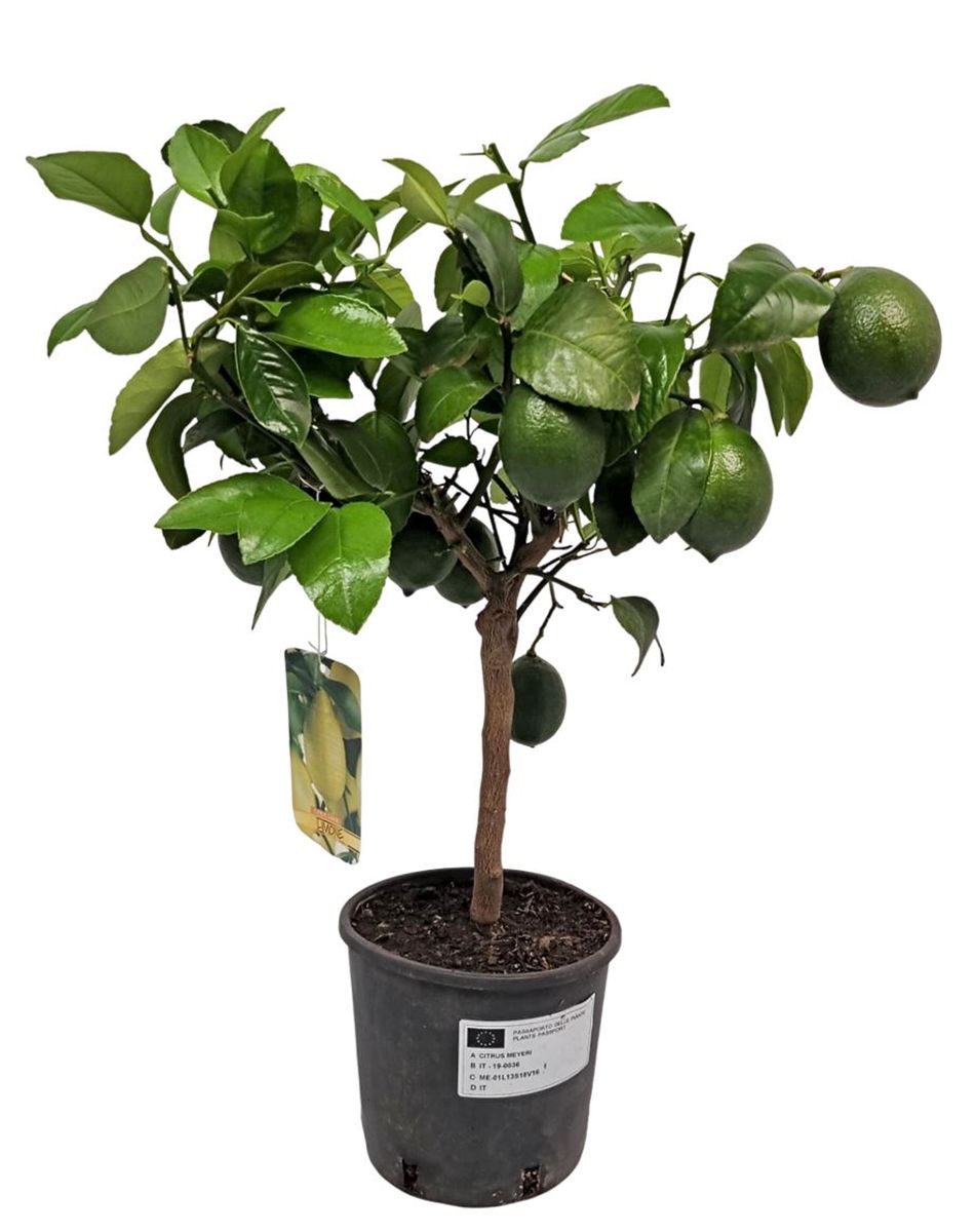 Citrus x limon 'Meyer' — Plant Wholesale FlorAccess