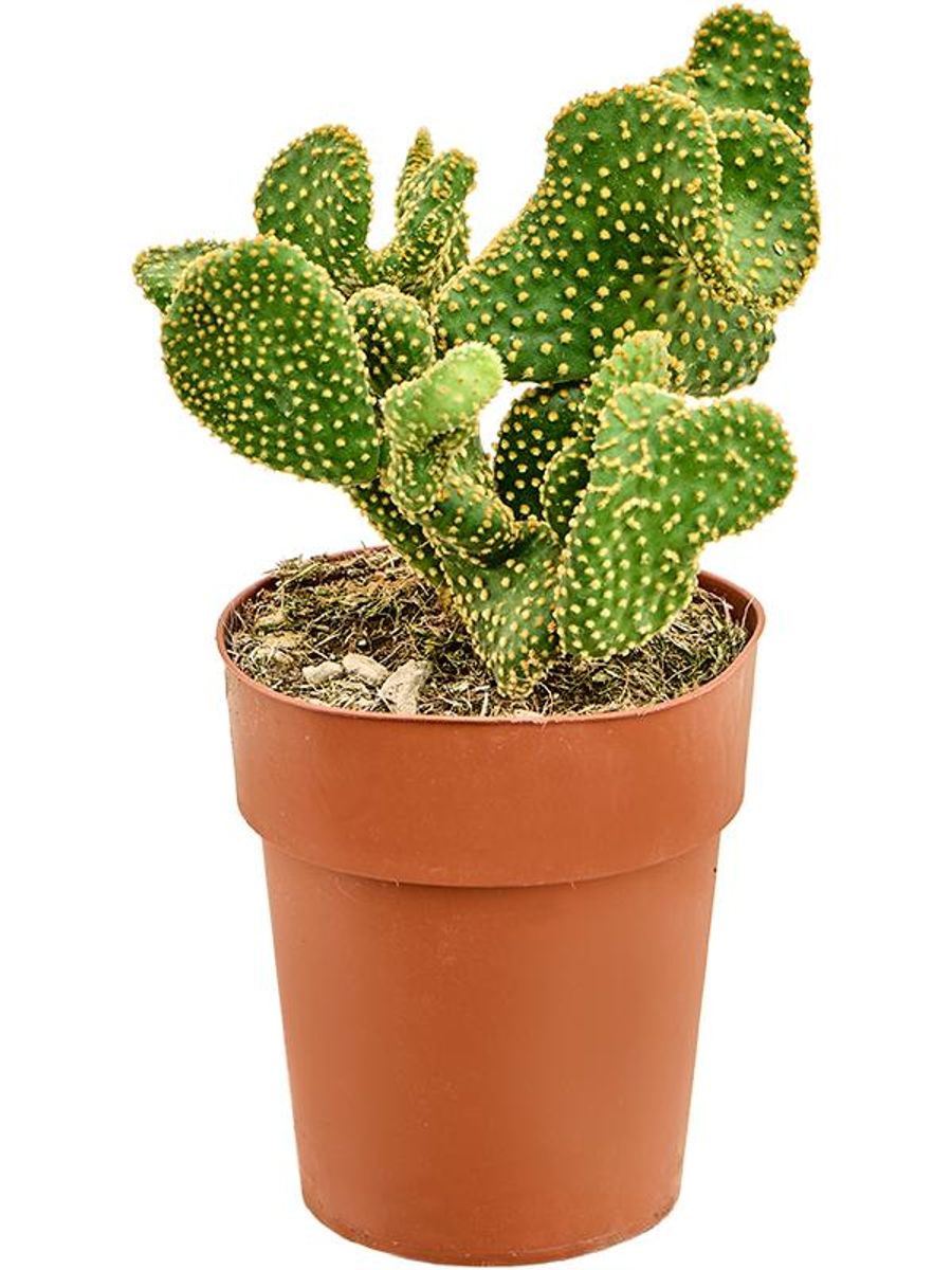 Opuntia microdasys undulata — Plant Wholesale FlorAccess