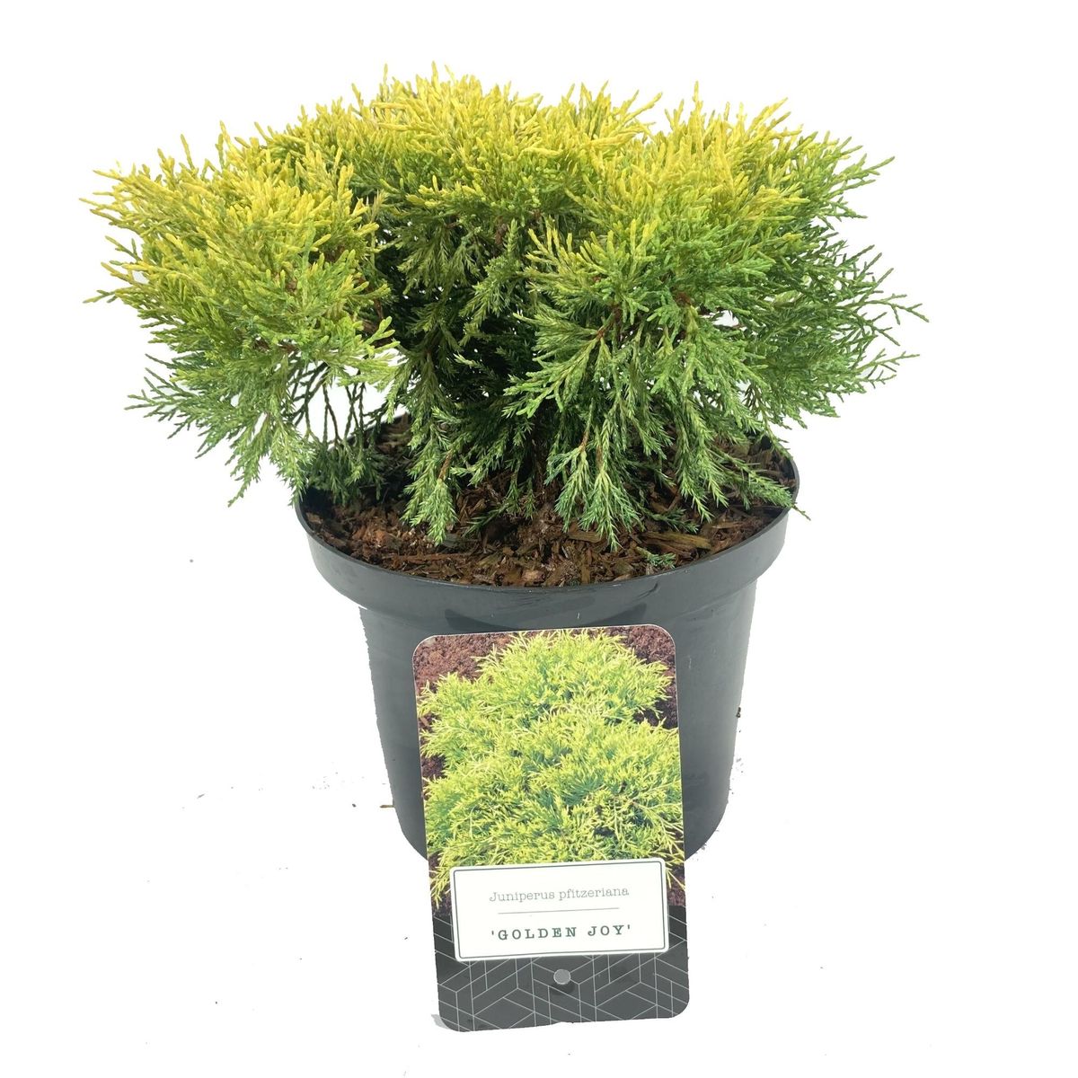 Juniperus x pfitzeriana 'Golden Joy' — Plant Wholesale FlorAccess