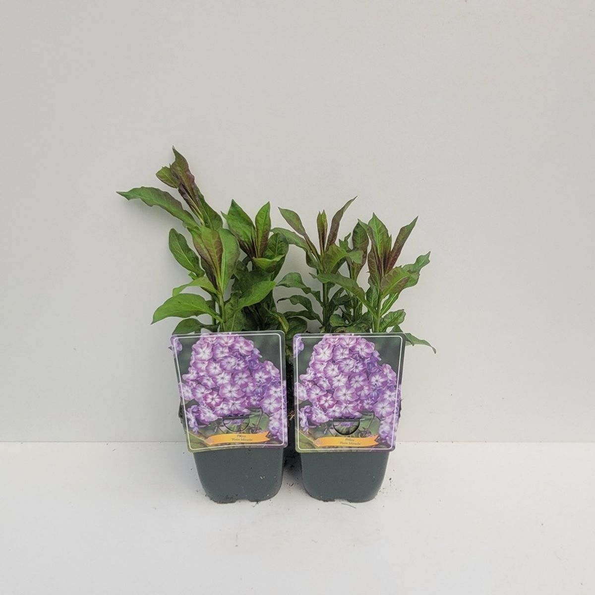 Phlox 'Pixie Miracle' — Plant Wholesale FlorAccess