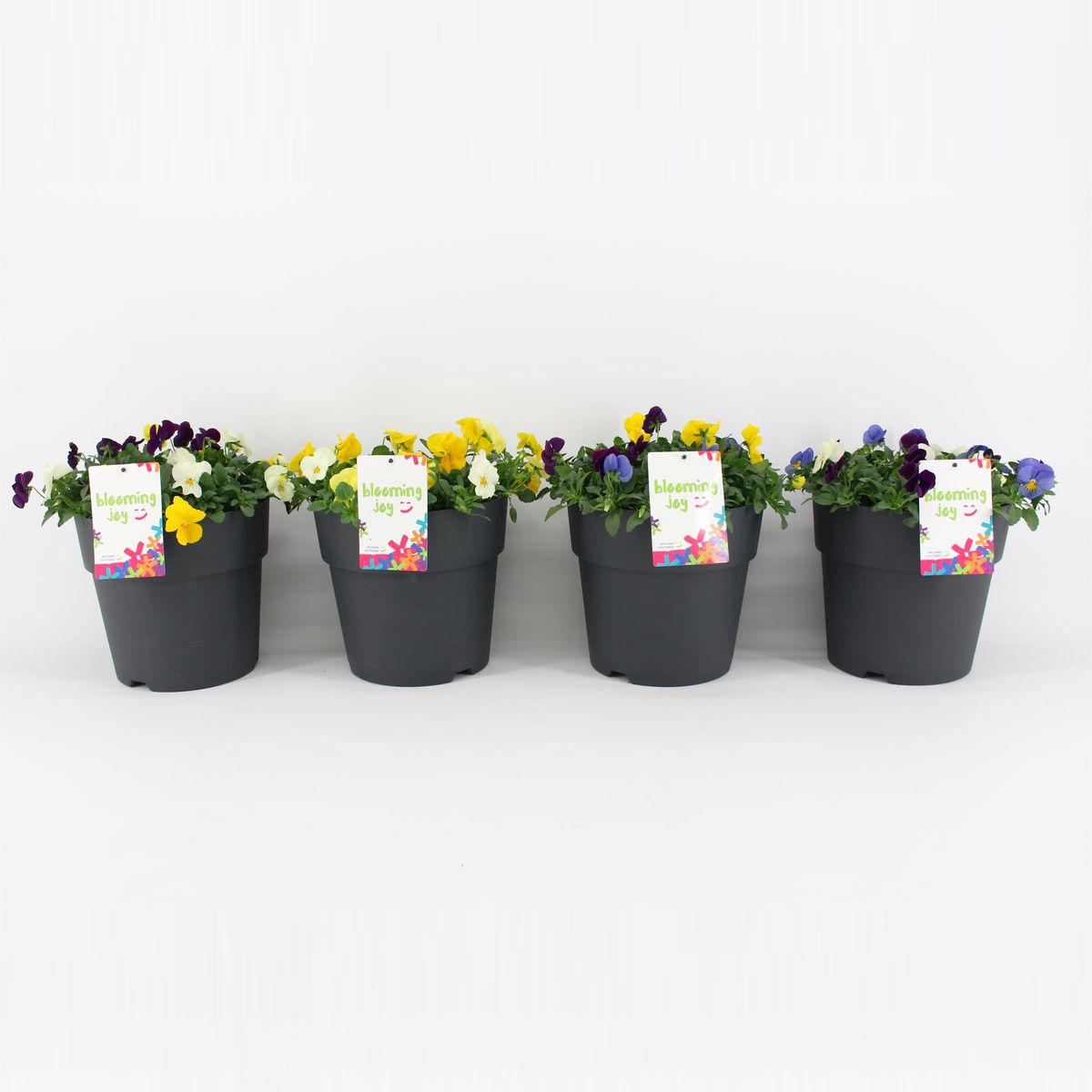Viola CORNUTA MIX IN POT — Plant Wholesale FlorAccess