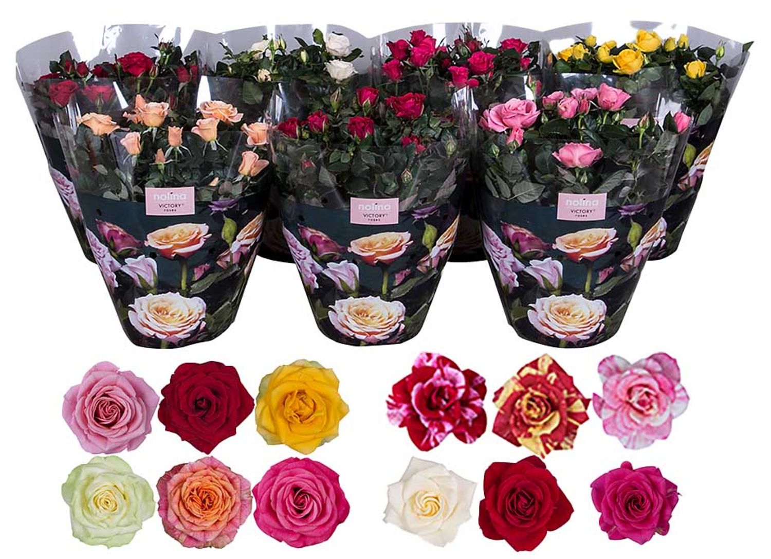 Rosa PATIO-HIT MIX — Plant Wholesale FlorAccess