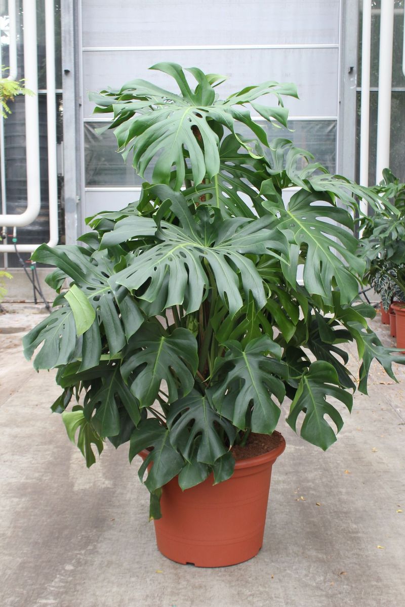 Monstera deliciosa — Plant Wholesale FlorAccess