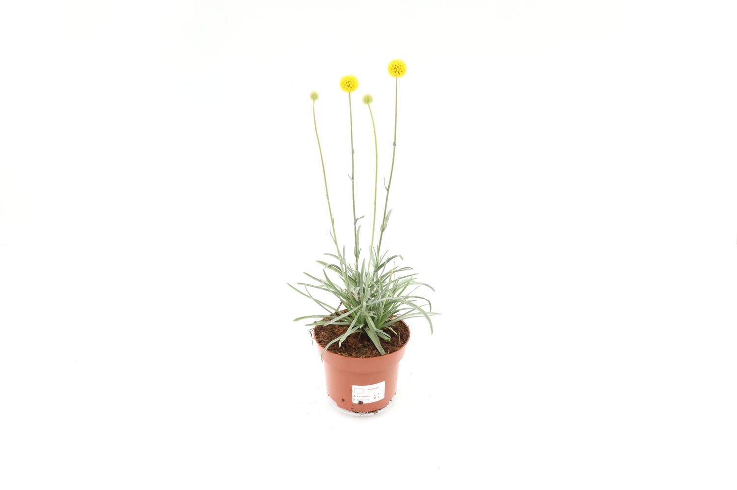 Craspedia globosa 'Golf Beauty' — Plant Wholesale FlorAccess