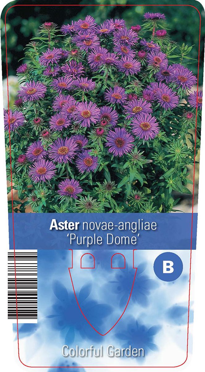 Aster novae-angliae 'Purple Dome' — Plant Wholesale FlorAccess
