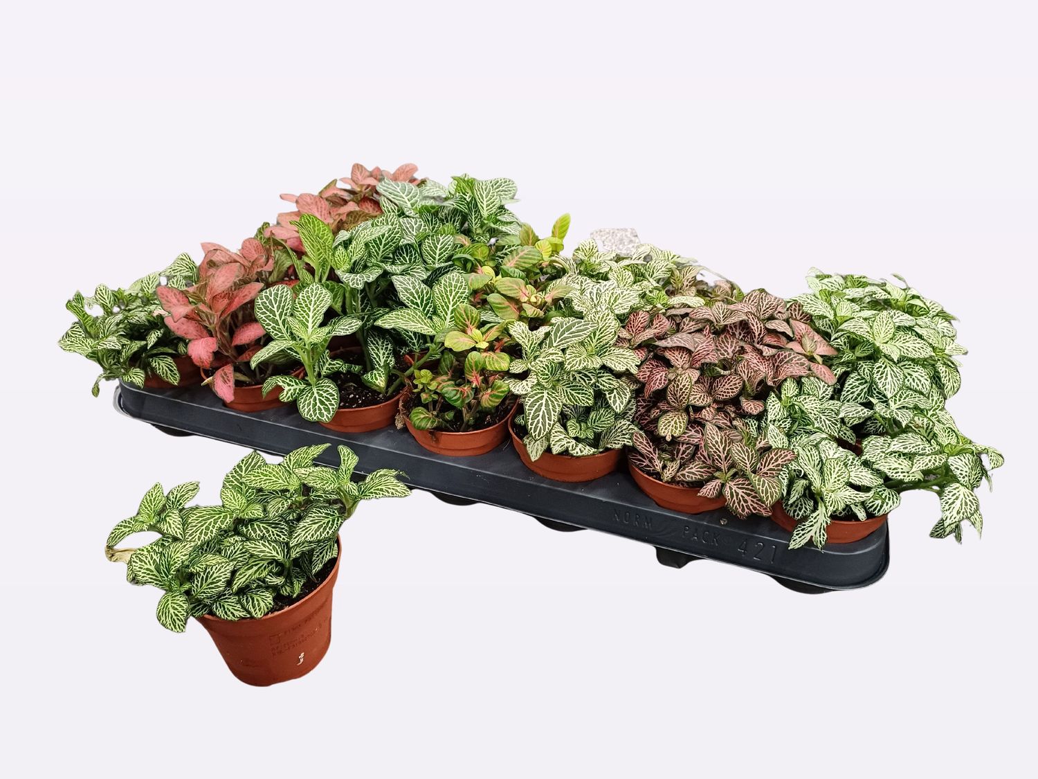Fittonia MIX — Plant Wholesale FlorAccess