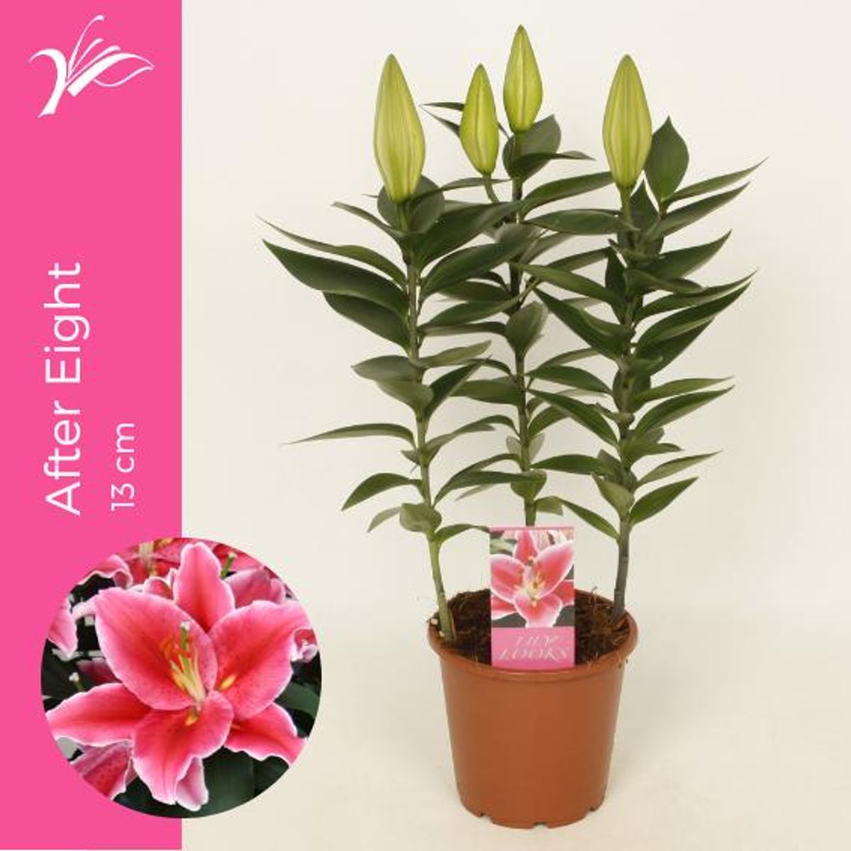 Lilium 'After Eight' — Plant Wholesale FlorAccess