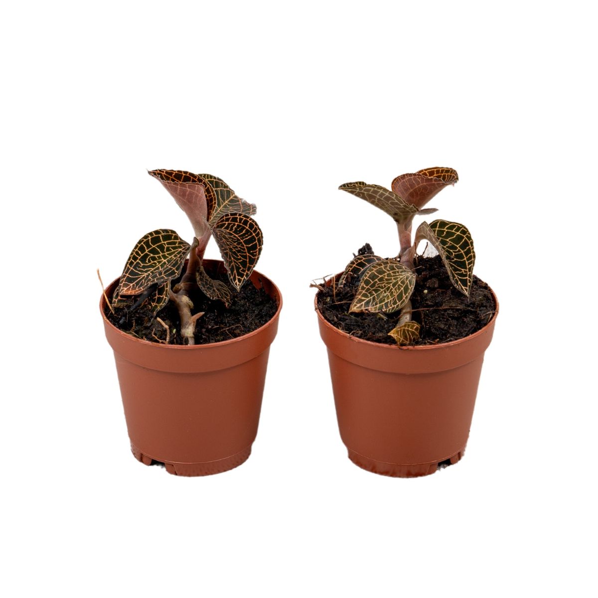 Anoectochilus roxburghii 'Firebird' — Plant Wholesale FlorAccess