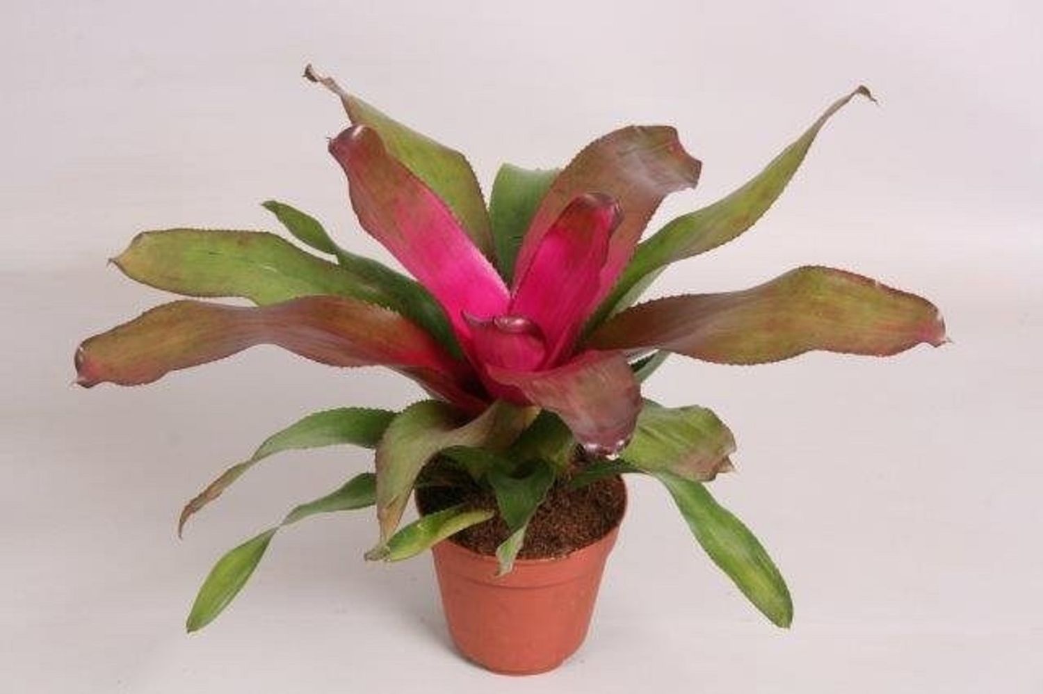 Neoregelia 'Donna' — Plant Wholesale FlorAccess