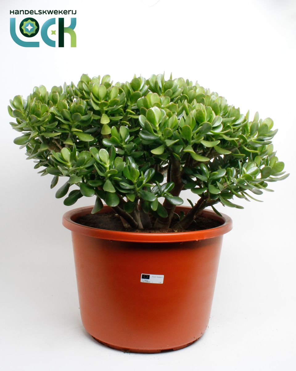 Crassula ovata — Plant Wholesale FlorAccess