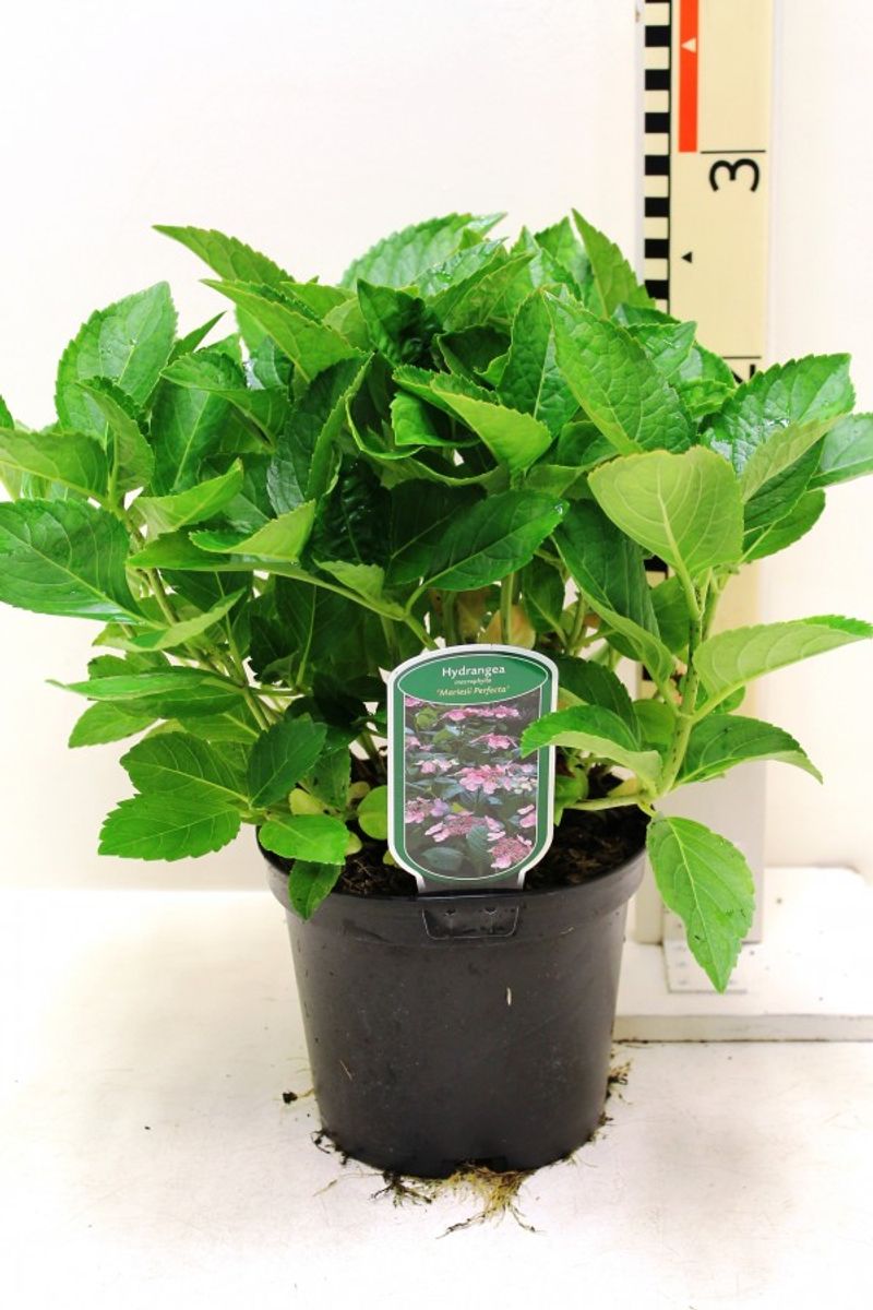 Hydrangea macrophylla 'Mariesii Perfecta' — Plant Wholesale FlorAccess