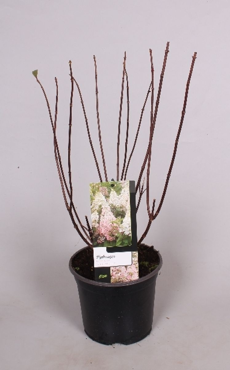Hydrangea paniculata CANDLELIGHT — Plant Wholesale FlorAccess