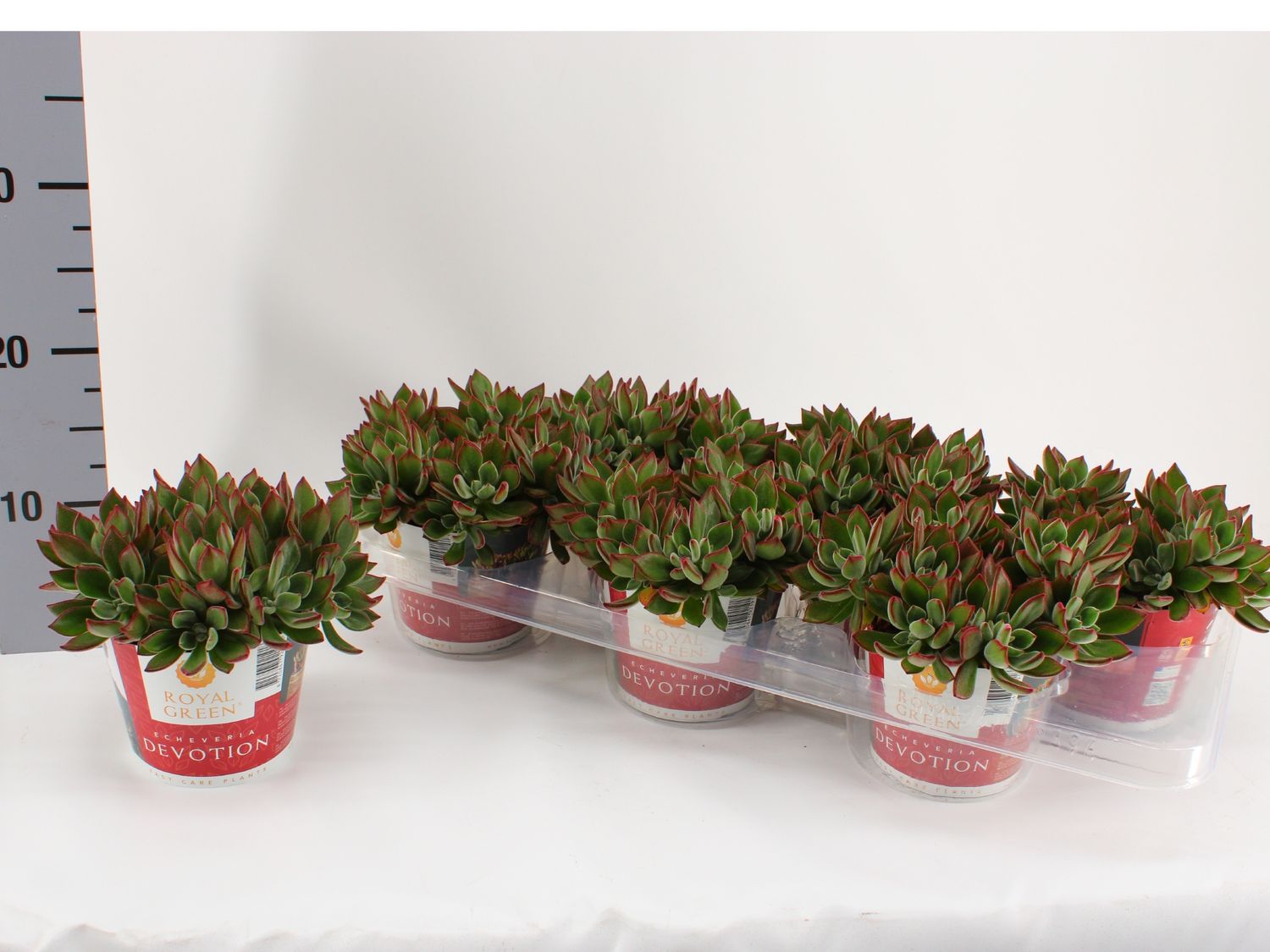 Echeveria pulvinata DEVOTION — Plant Wholesale FlorAccess