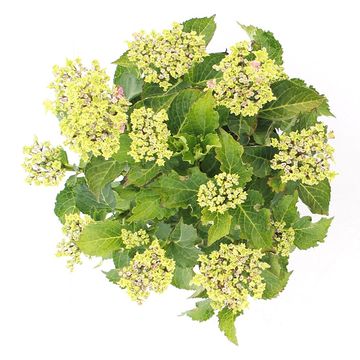 Hydrangea macrophylla CURLY SPARKLE RED — Plant Wholesale FlorAccess