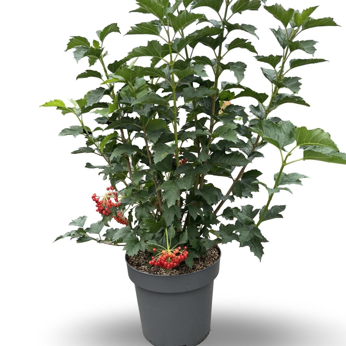 Viburnum opulus 'Compactum' — Plant Wholesale FlorAccess