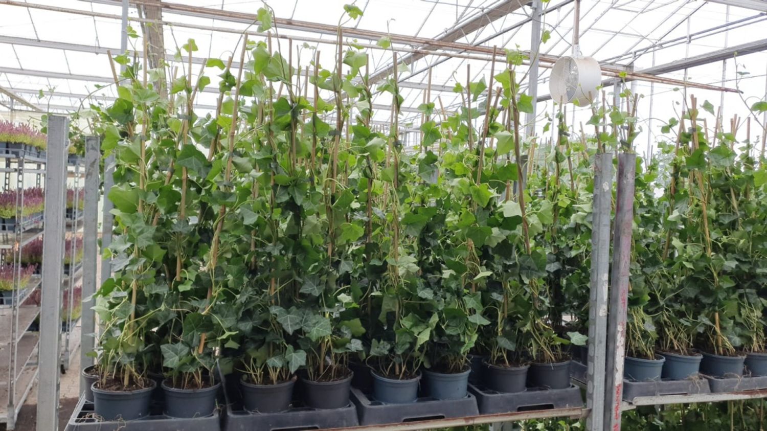 Hedera hibernica — Plant Wholesale FlorAccess