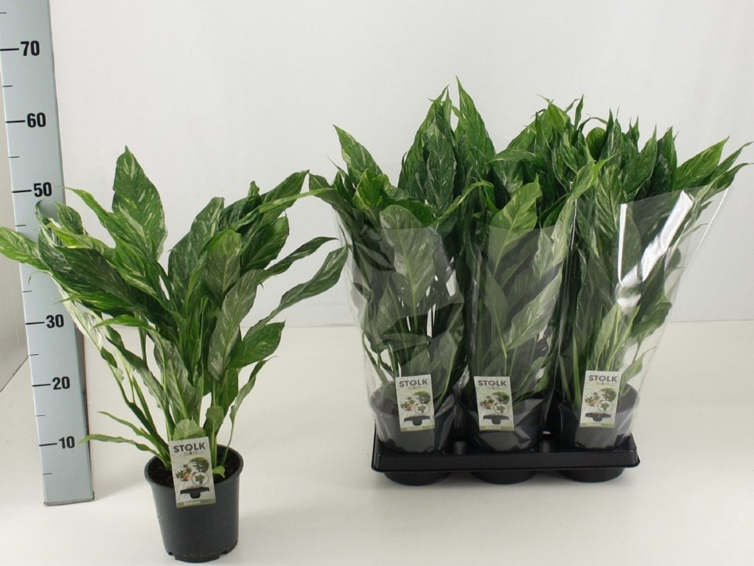 Spathiphyllum DIAMOND — Plant Wholesale FlorAccess
