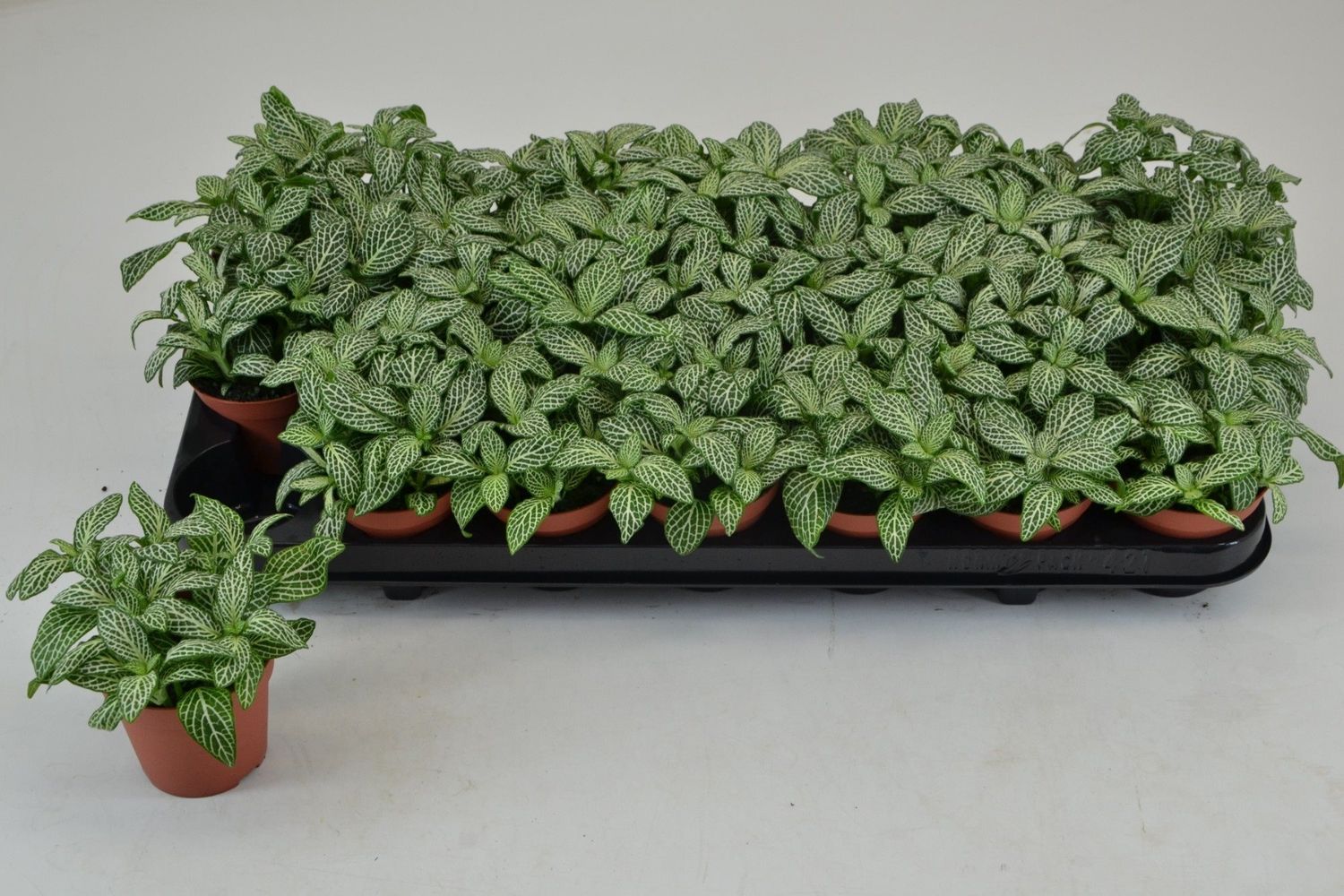 Fittonia MOSAIC SPRINGTIME — Plant Wholesale FlorAccess