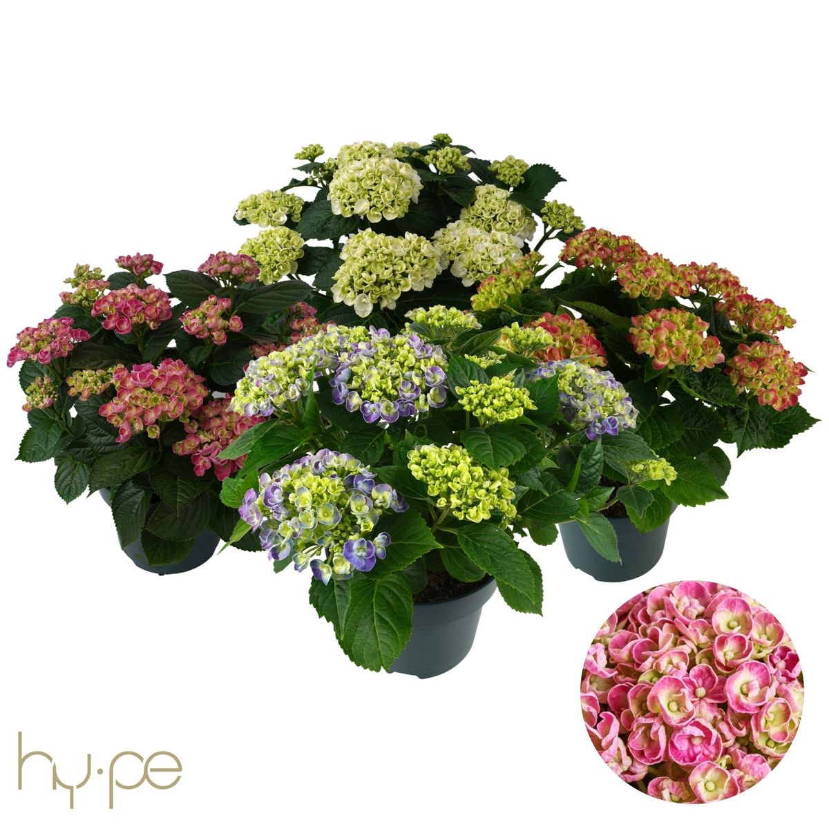 Hydrangea macrophylla CURLY WURLY MIX — Plant Wholesale FlorAccess