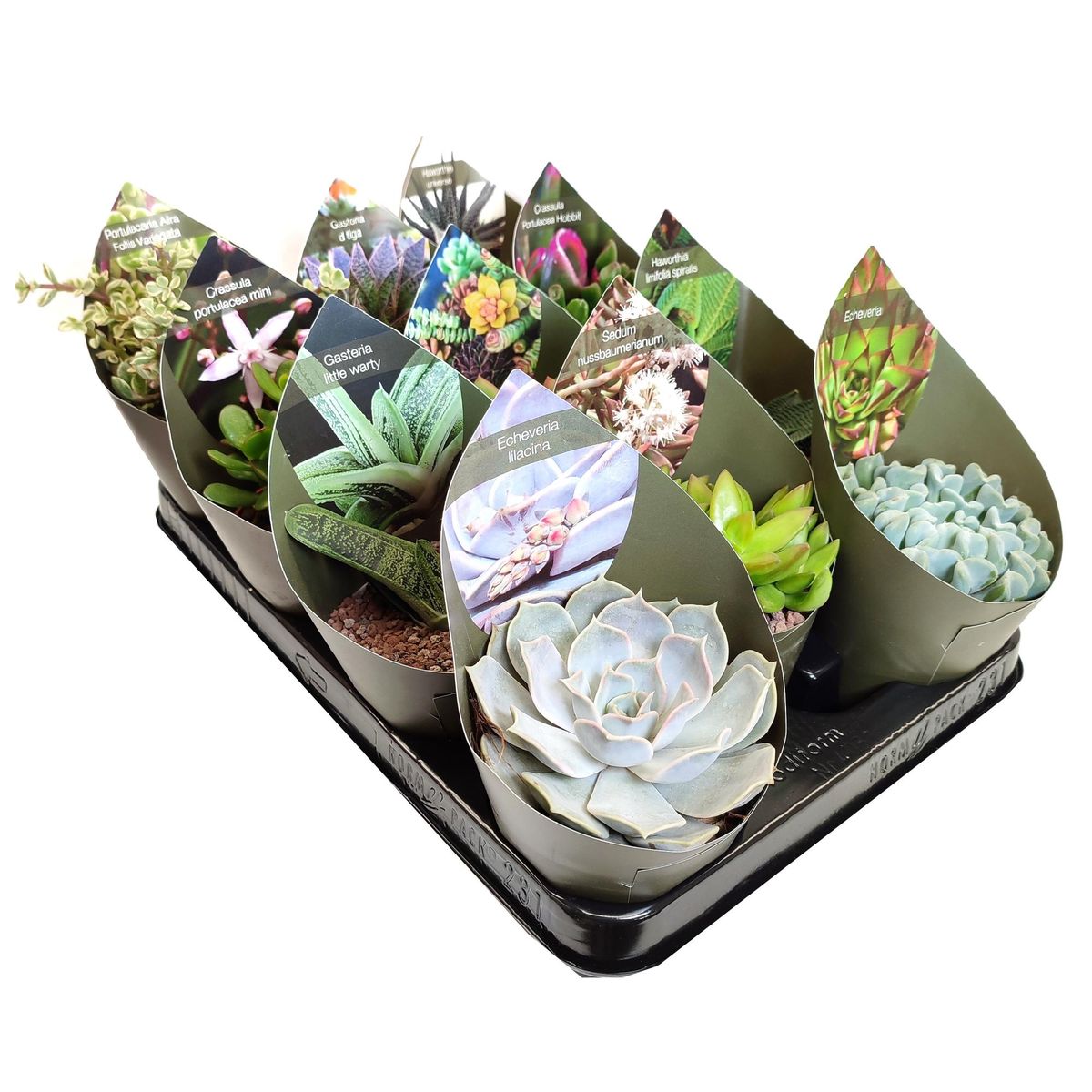 Succulents MIX — Plant Wholesale FlorAccess
