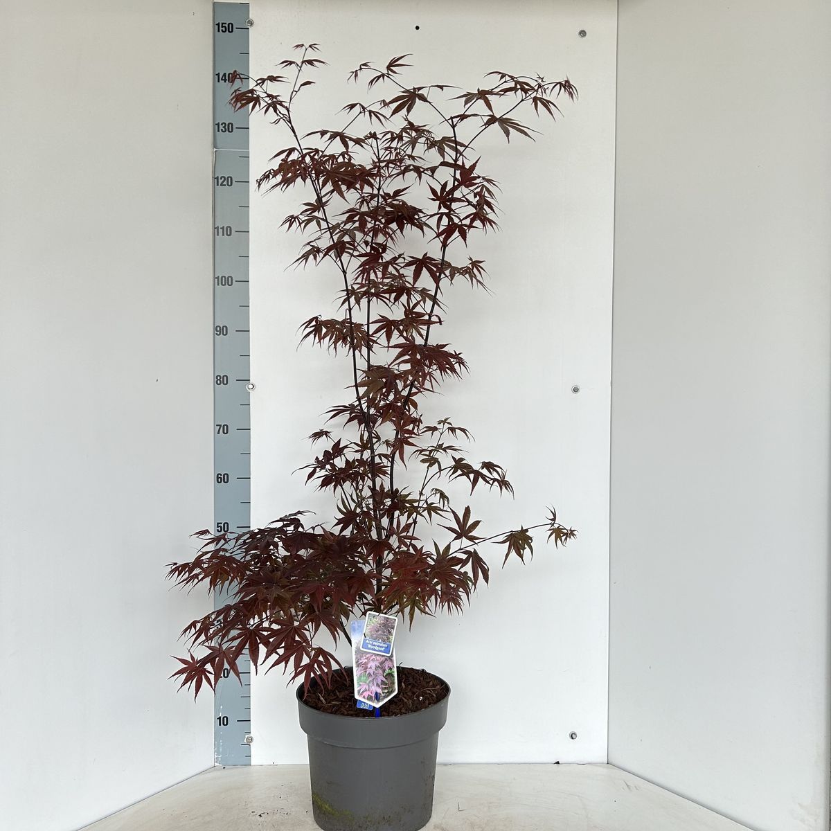 Acer palmatum 'Bloodgood' — Plant Wholesale FlorAccess