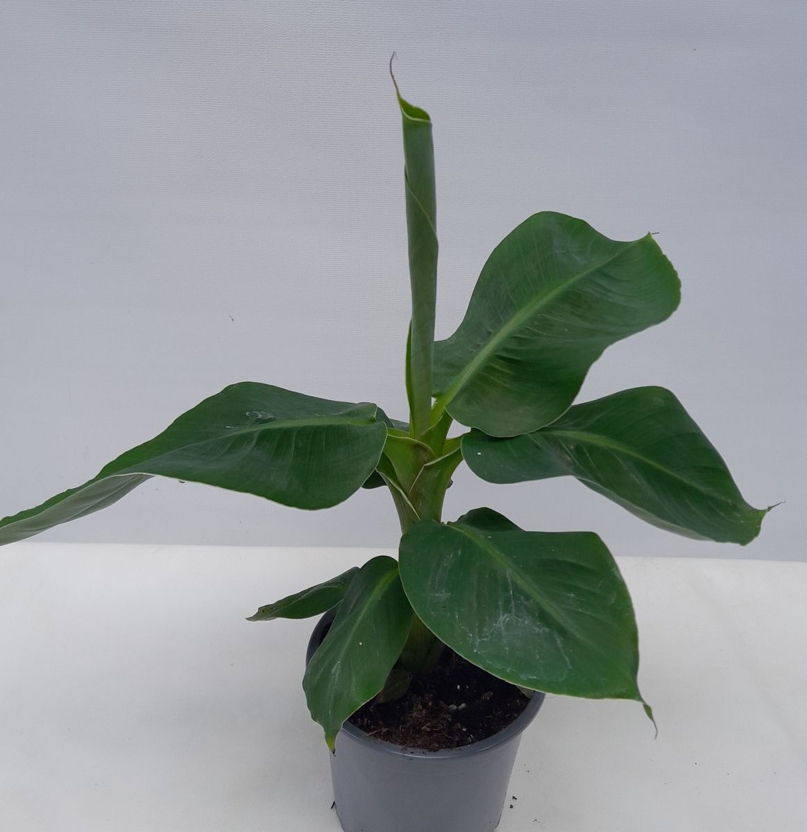 Musa acuminata 'Cheeka' — Plant Wholesale FlorAccess