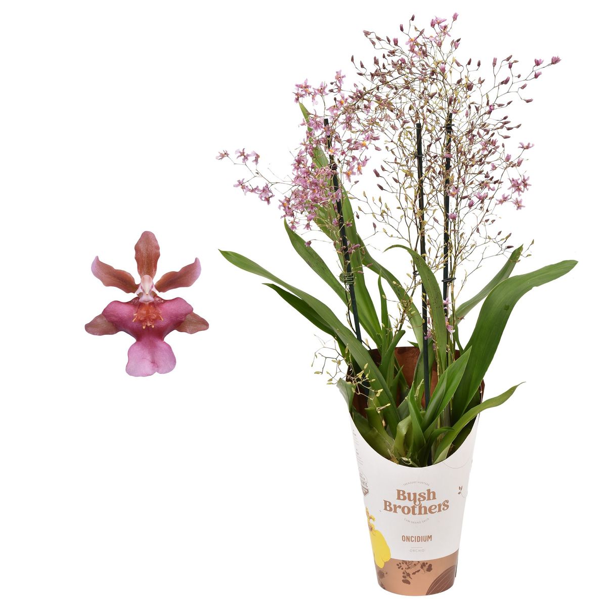 Oncidium Rosy Sunset — Plant Wholesale FlorAccess