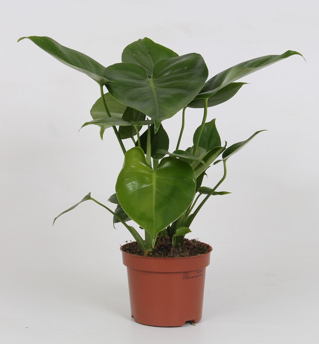 Monstera deliciosa — Plant Wholesale FlorAccess