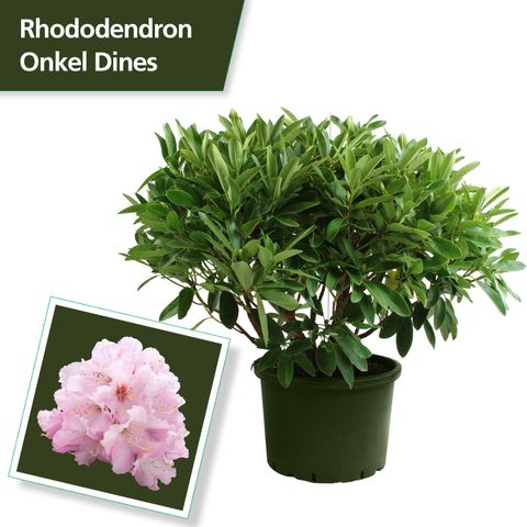 Rhododendron 'Onkel Dines' — Plant Wholesale FlorAccess