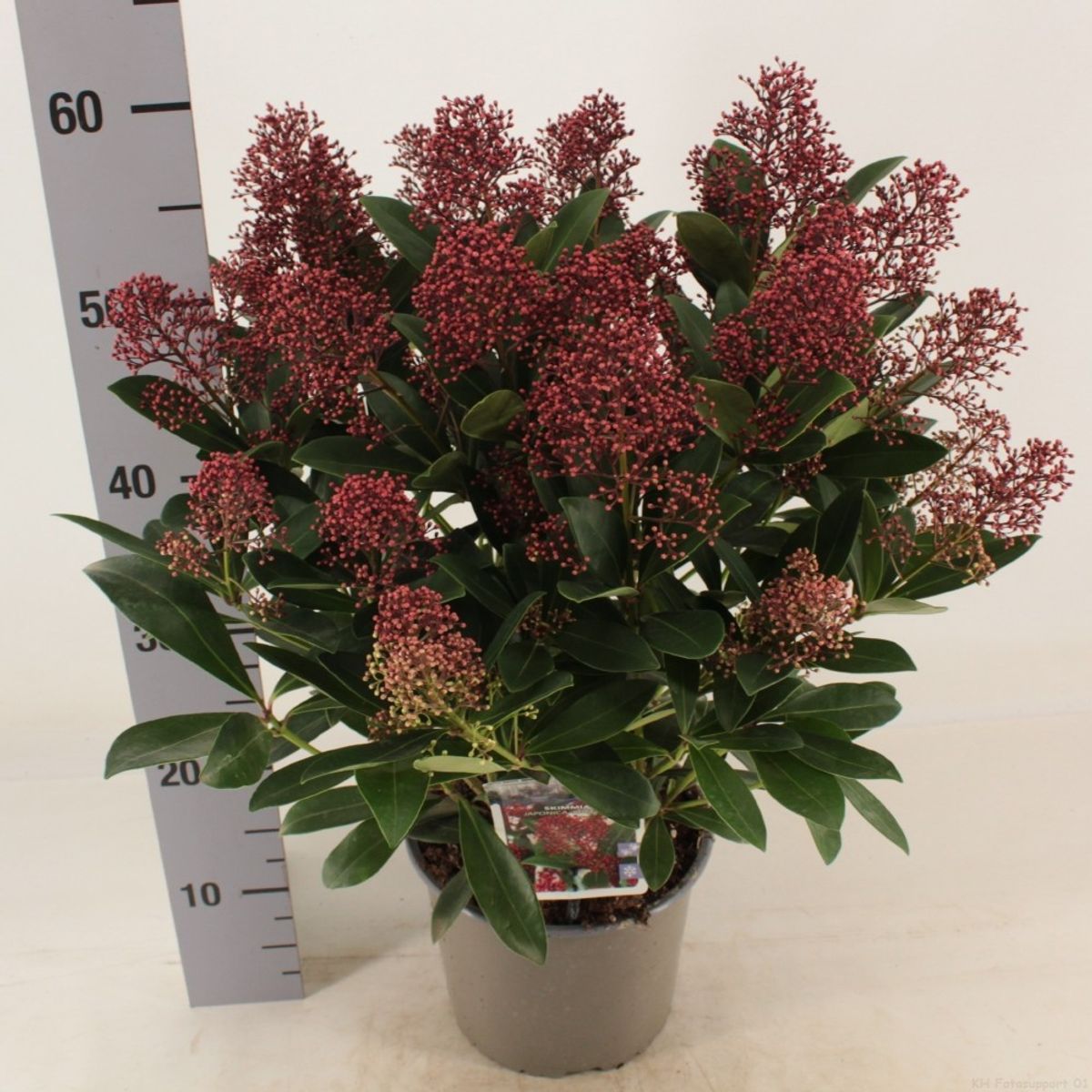 Skimmia japonica 'Rubella' — Plant Wholesale FlorAccess