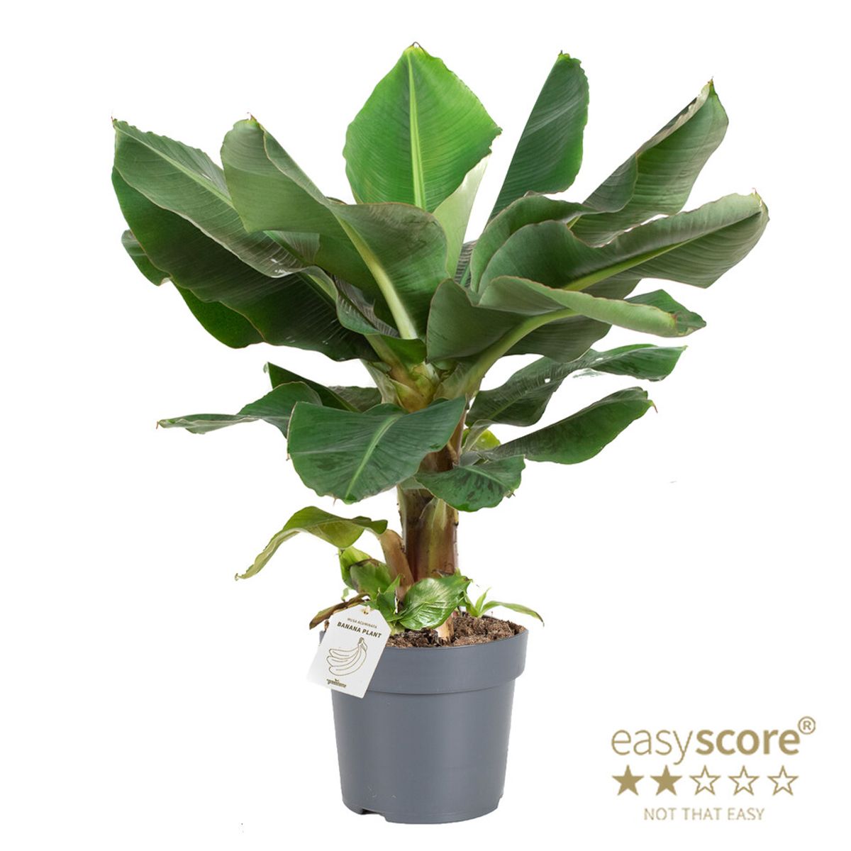 Musa acuminata — Plant Wholesale FlorAccess