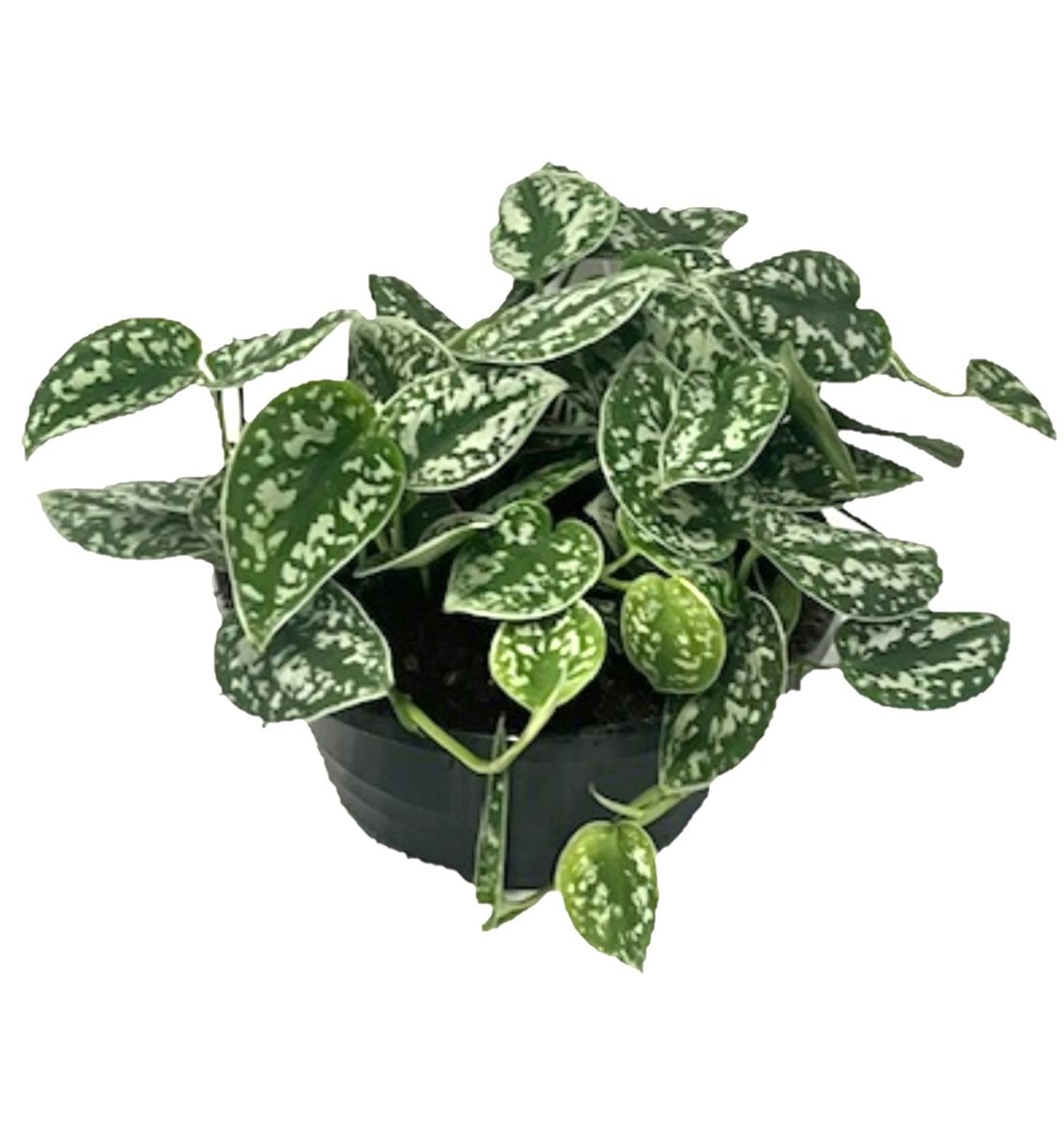 Scindapsus pictus — Plant Wholesale FlorAccess