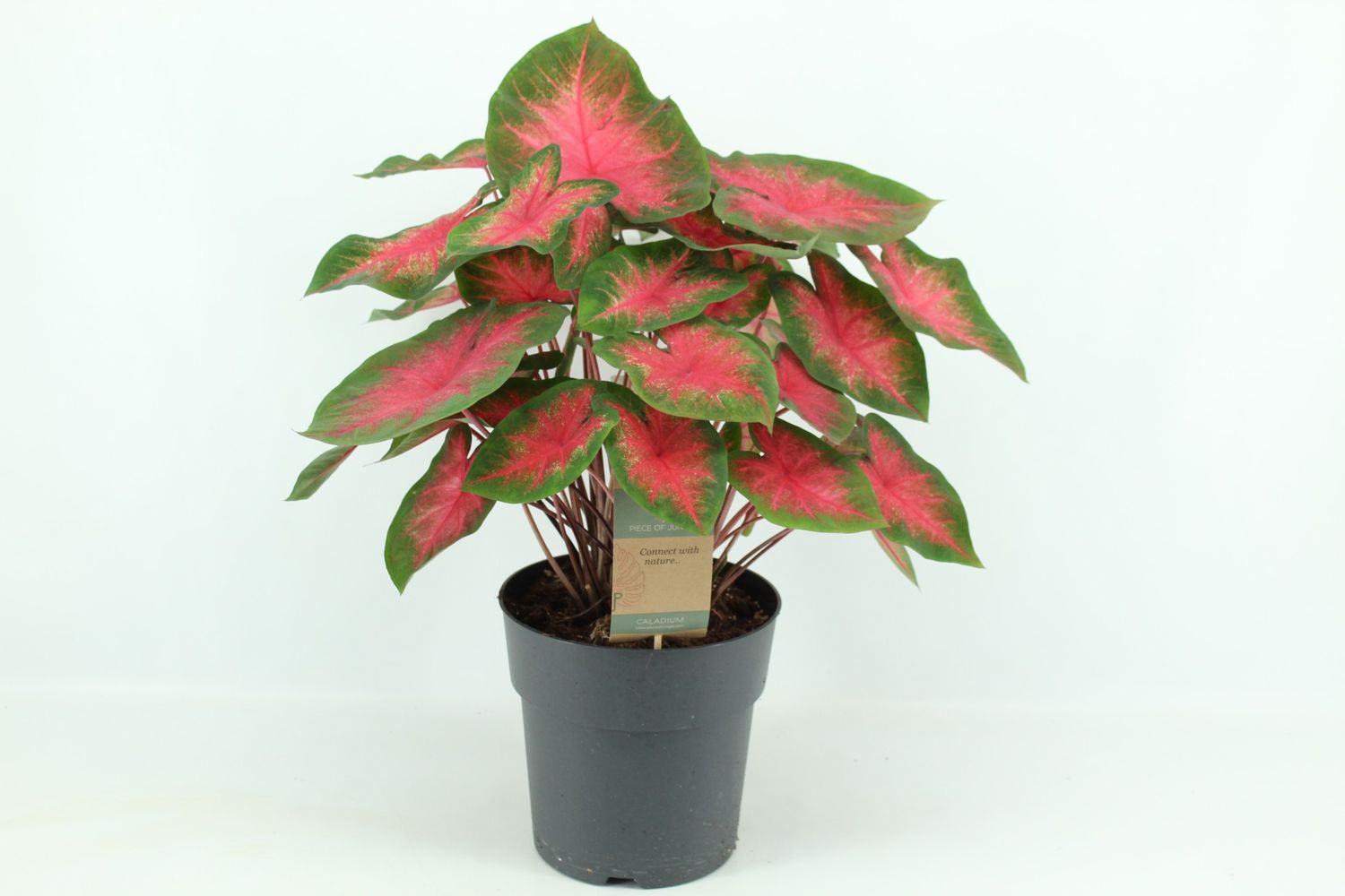 Caladium 'Classic Pink' — Plant Wholesale FlorAccess