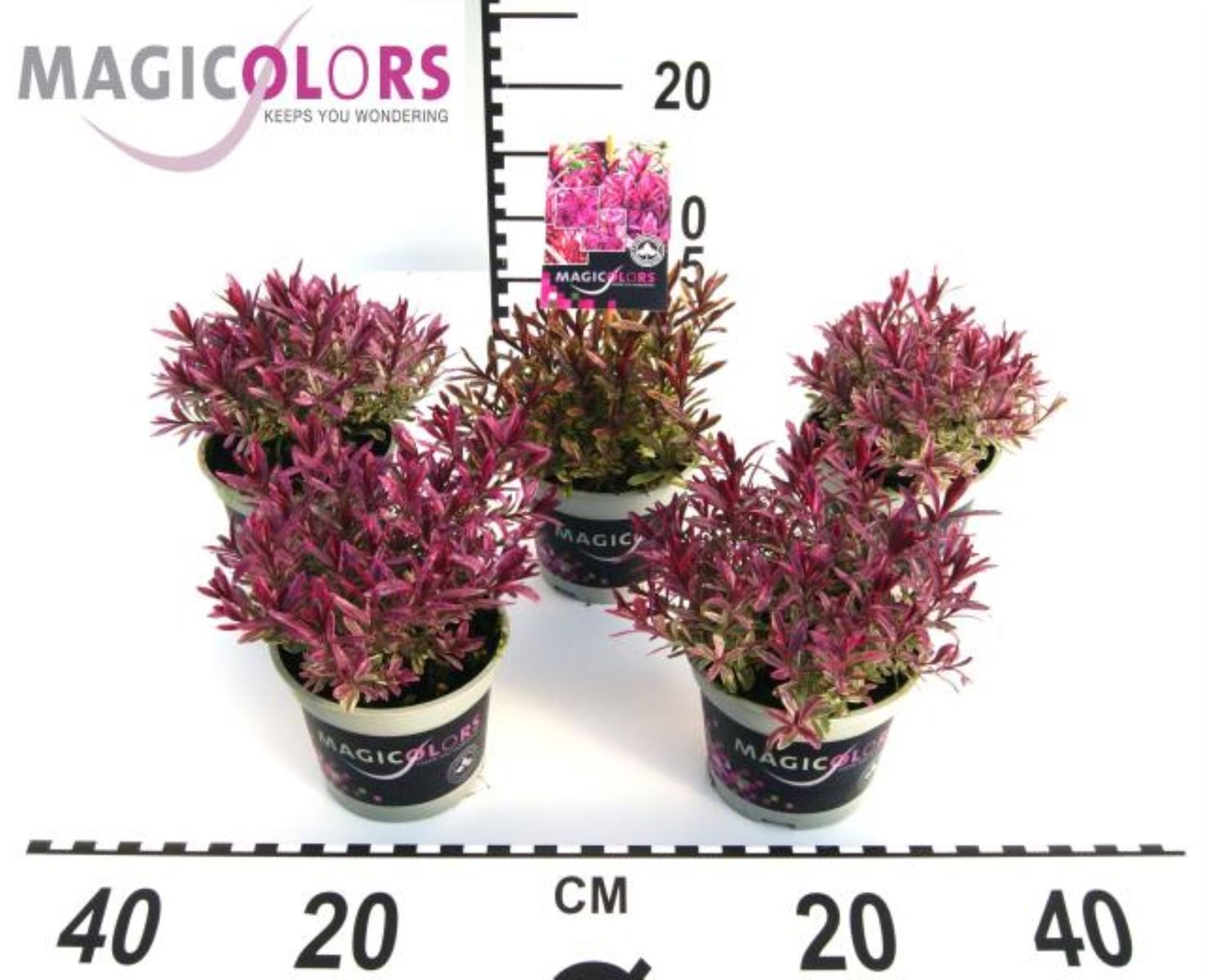 Hebe MAGICOLORS MIX — Plant Wholesale FlorAccess