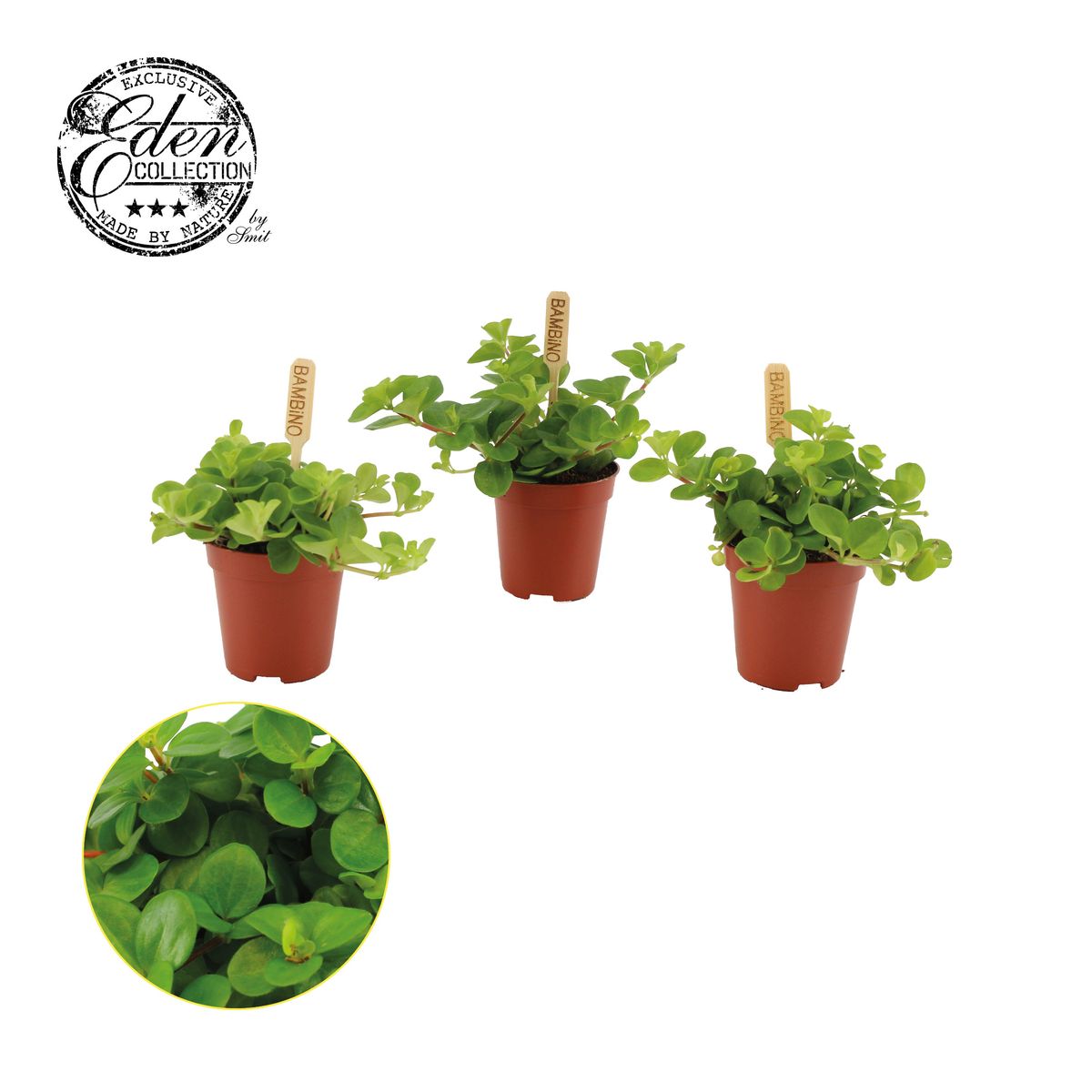 Peperomia rotundifolia — Plant Wholesale FlorAccess